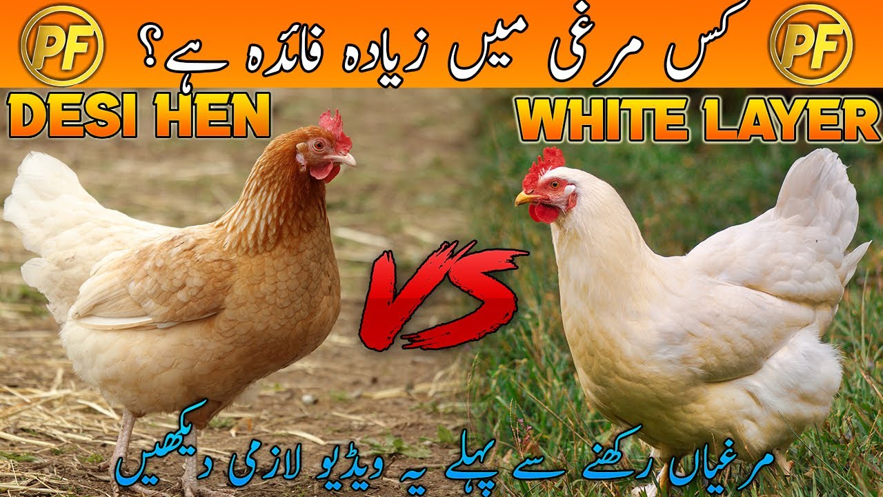 Poultry Farming in Pakistan | Egg Farming Business | layer Hen Farming ...
