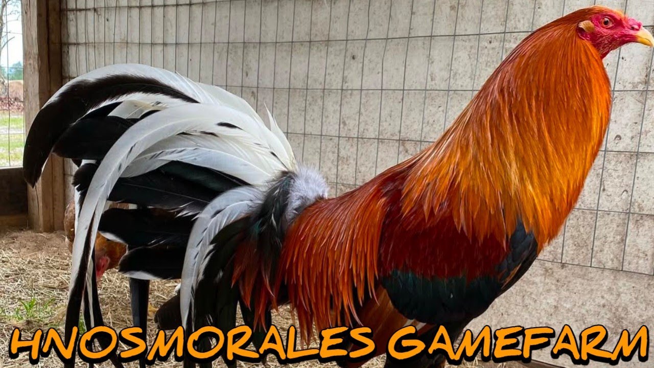 Sweater Hatch Leiper - HNOSMORALES FARM - YouTube