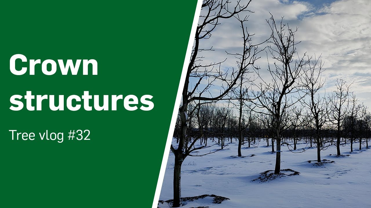 Crown structures - Tree Vlog #32 - YouTube