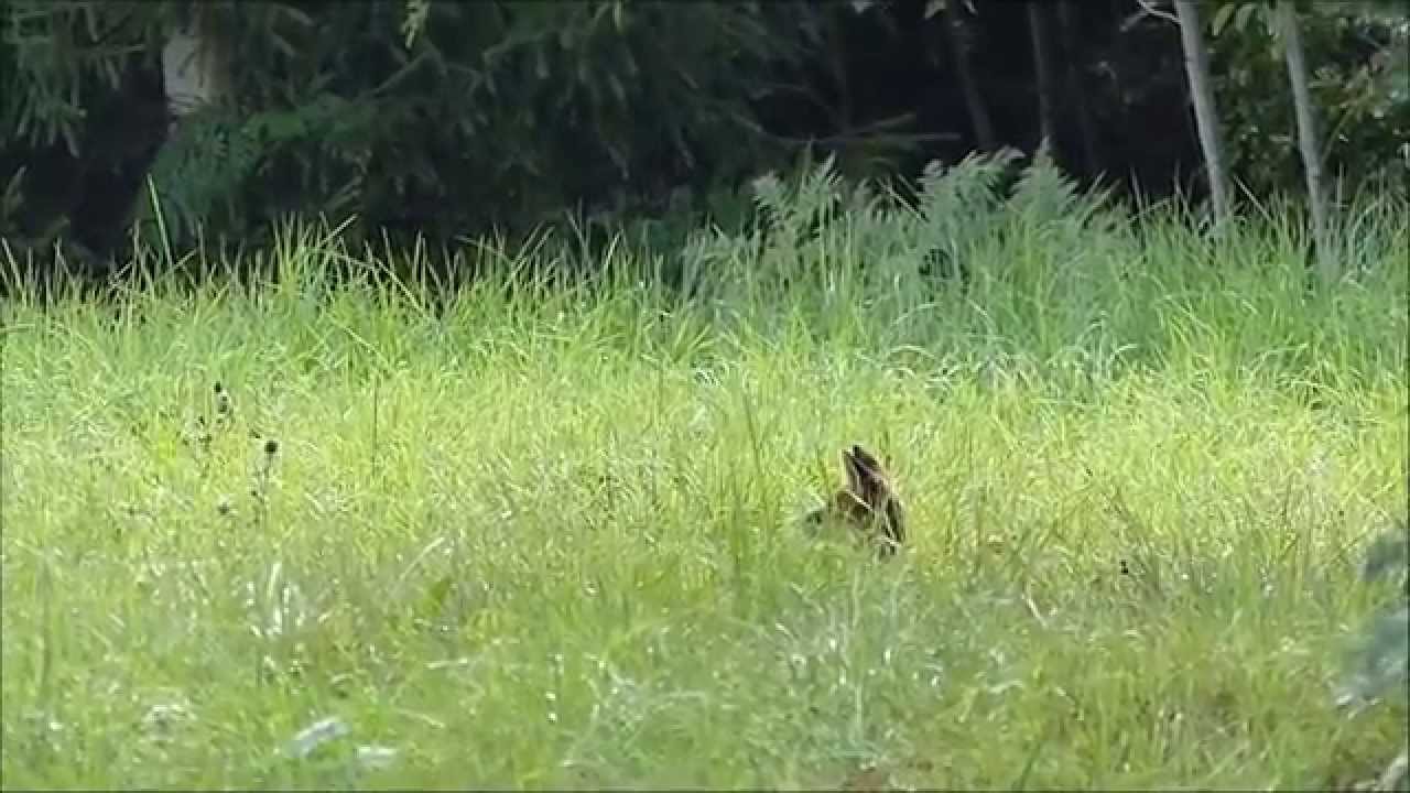 Kirbud, kirbud 2015 Veneoja - YouTube