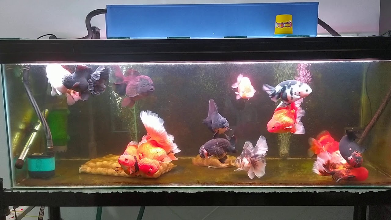 Goldfish best quality 4feet tank my collection - YouTube