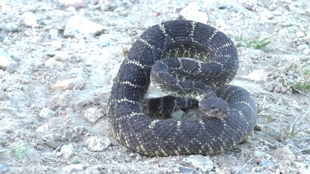 Black Rattlesnake