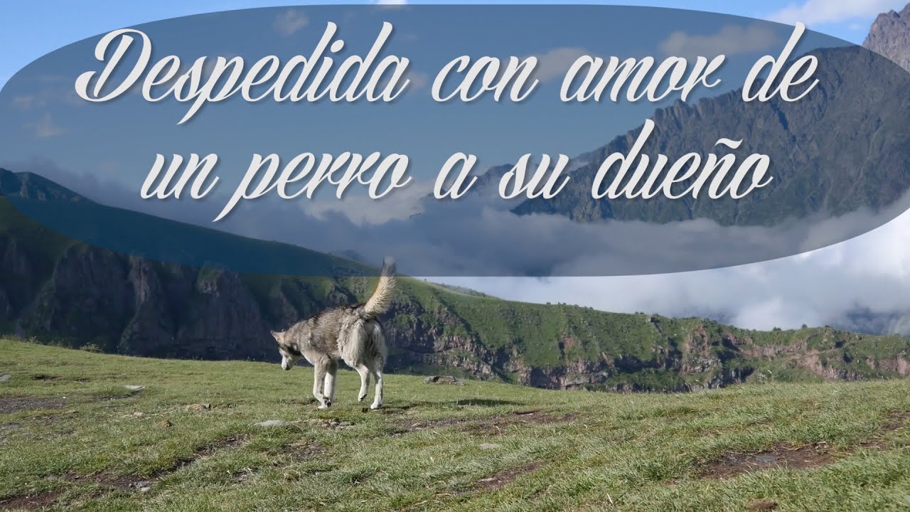 DESPEDIDA CON AMOR DE UN PERRO A SU DUEÑO - YouTube