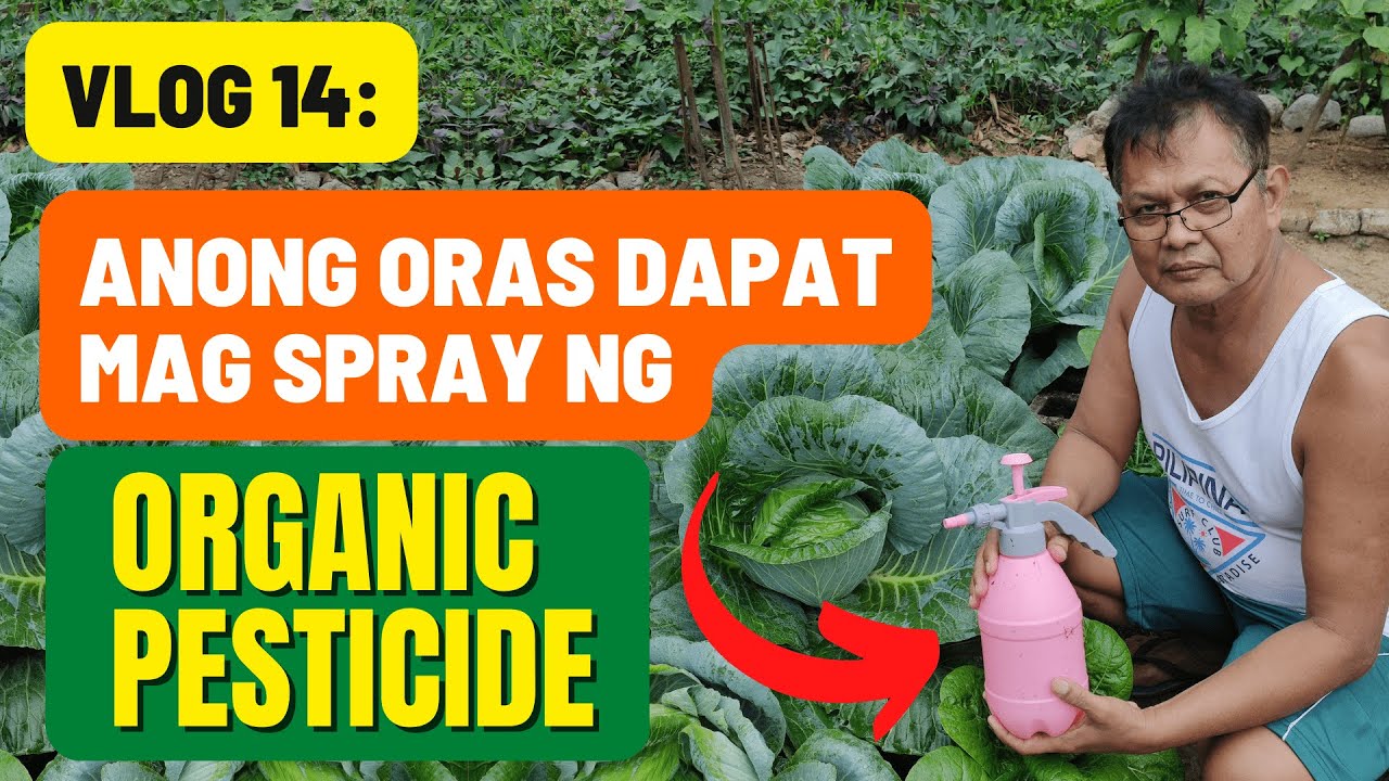Vlog 14: Anong oras dapat mag spray ng organic pesticide - YouTube