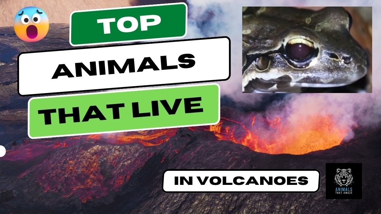 Top 7 Animals That Have Made Volcanoes Their Home - YouTube