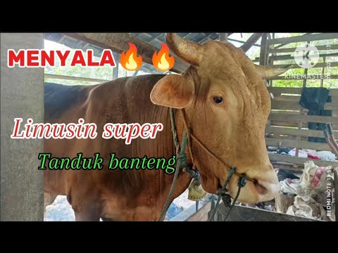 40⁉️Menyala 🔥🔥 Bosque limusin super calon preman - YouTube