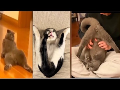 The most DRAMATIC CATS are here! 😂 Funny Cat Videos of 2024 😹# ...