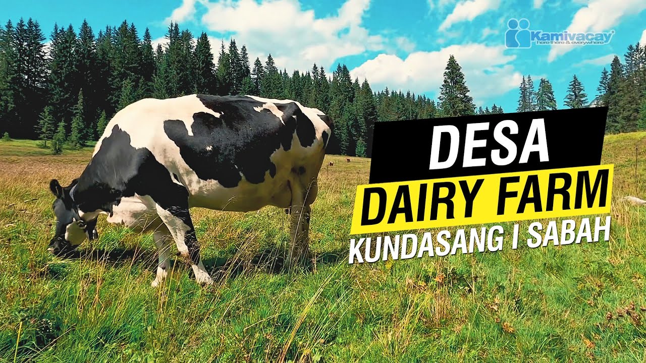 DESA DAIRY FARM, KUNDASANG 🇲🇾 [4K] - YouTube