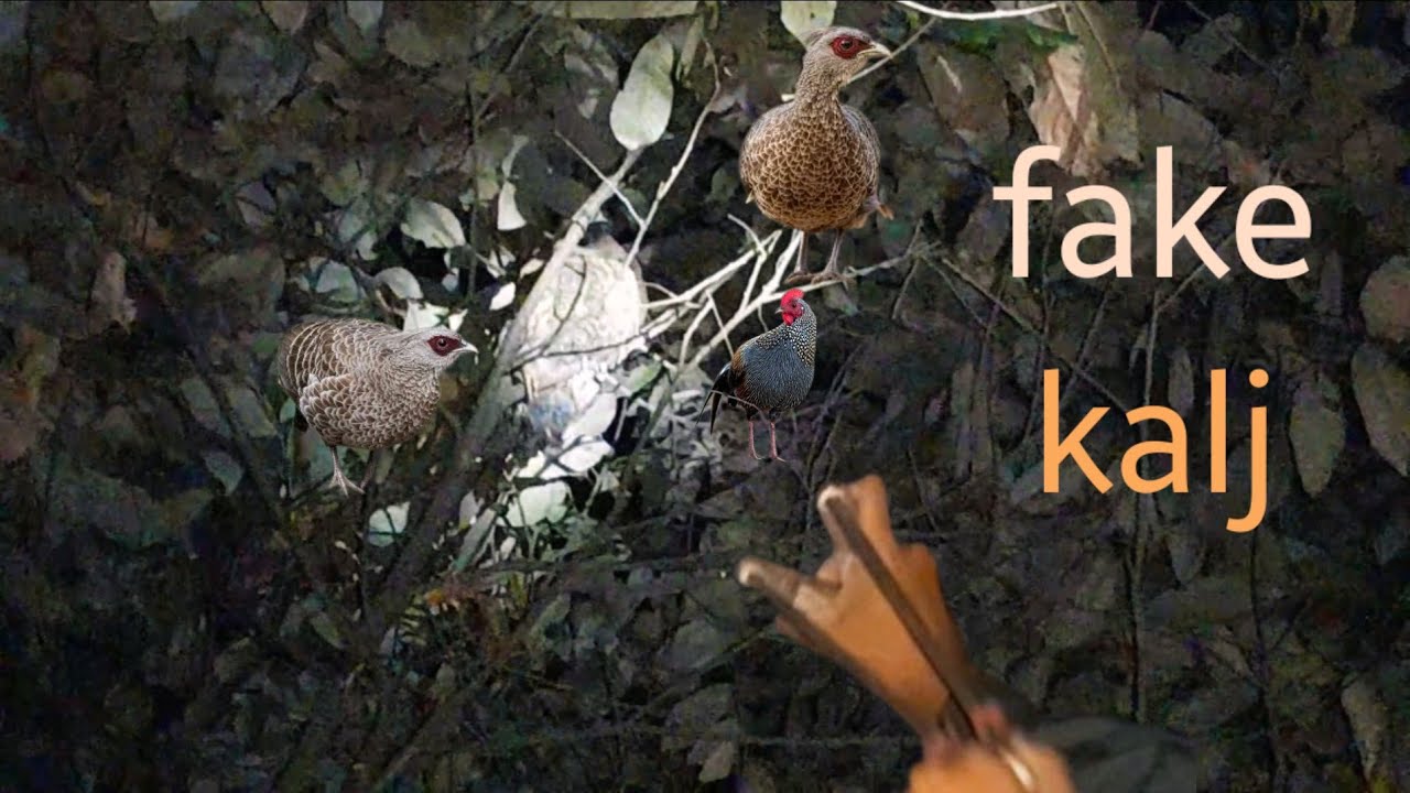 Kalij hunting at night / hunting wild pheasant and whole night party in ...