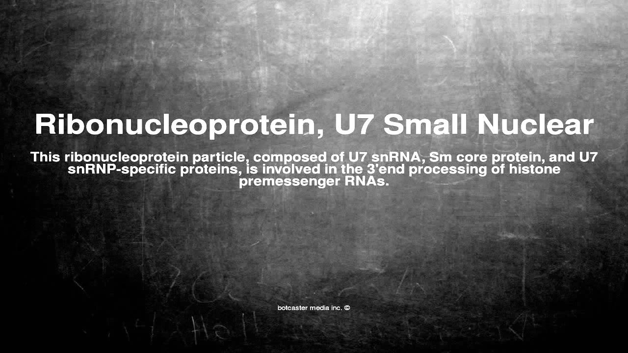 Medical vocabulary: What does Ribonucleoprotein, U7 Small Nuclear mean ...