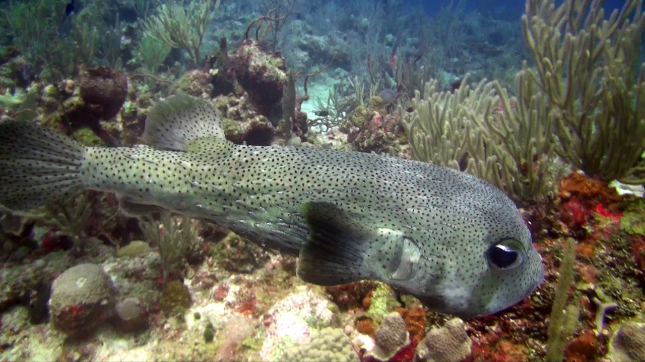 Porcupinefish - Spiny Puffer - Caribbean Fish - YouTube