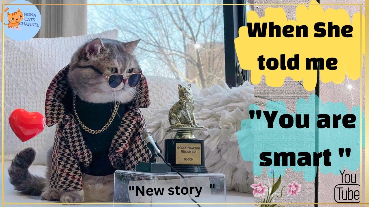 cat success story😹cute cats compilation 💕 funny cats videos 😜 - YouTube