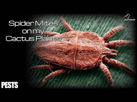 How To Remove Spider Mites From Cactus