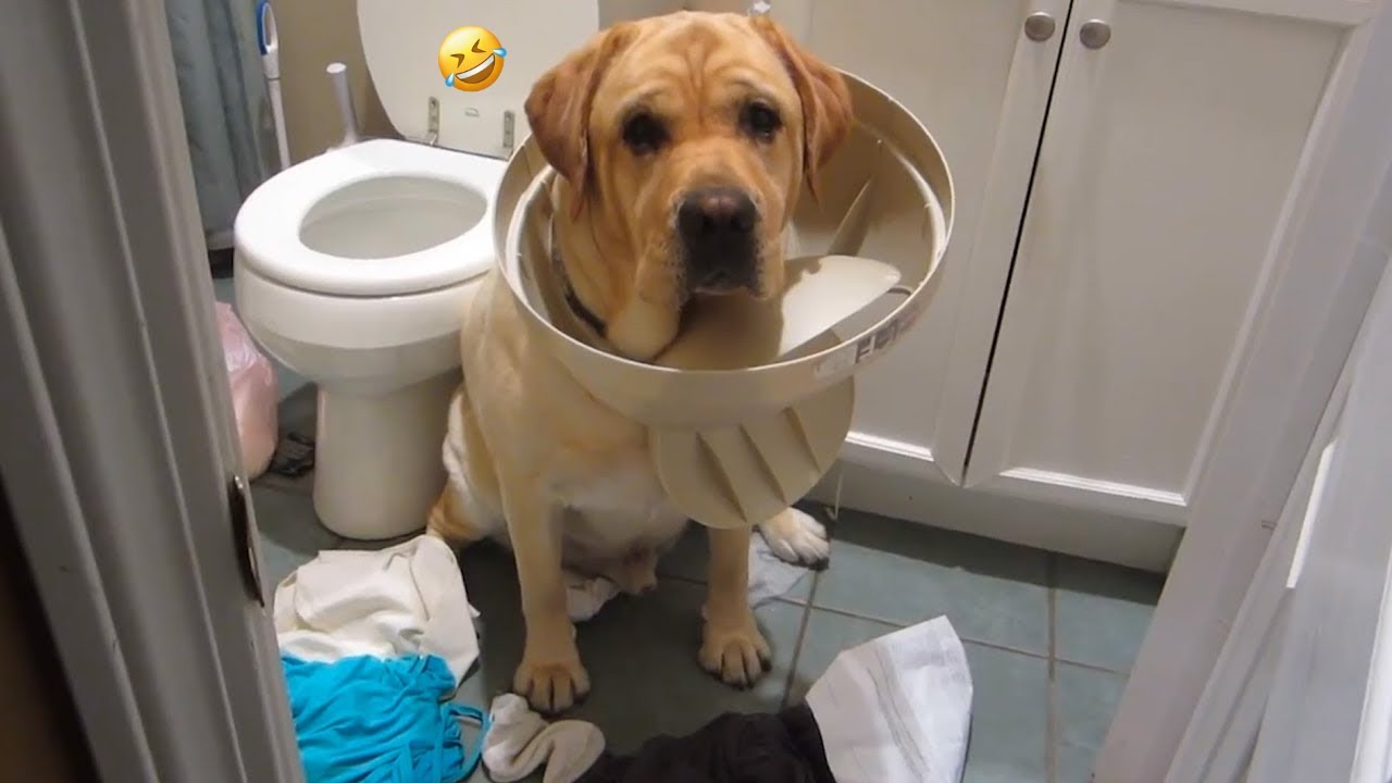 Funny DOGS videos 2024 😁🐶 New Funniest Animal Videos #13 - YouTube