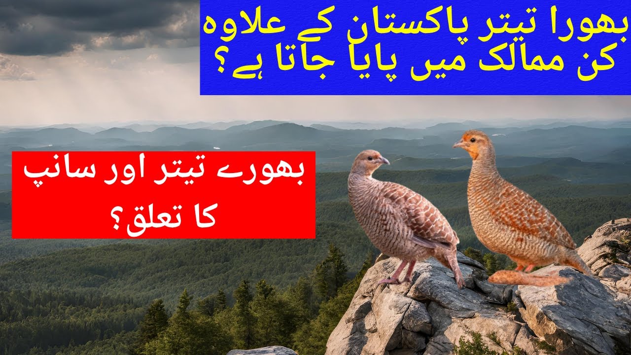 Grey Francolin| Bhura Teetar| Grey Francolin Hunting - YouTube