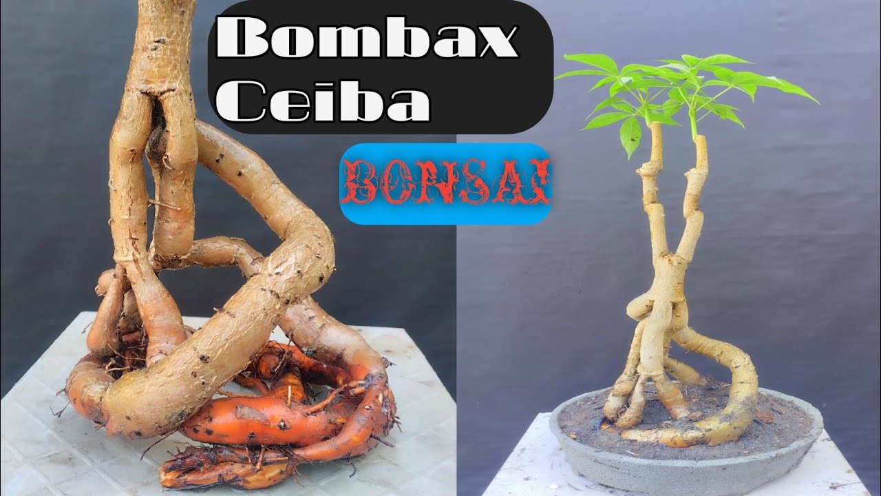 How to make Bombax Ceiba Bonsai&Making pot By cement ? /Shimul Bonsai ...