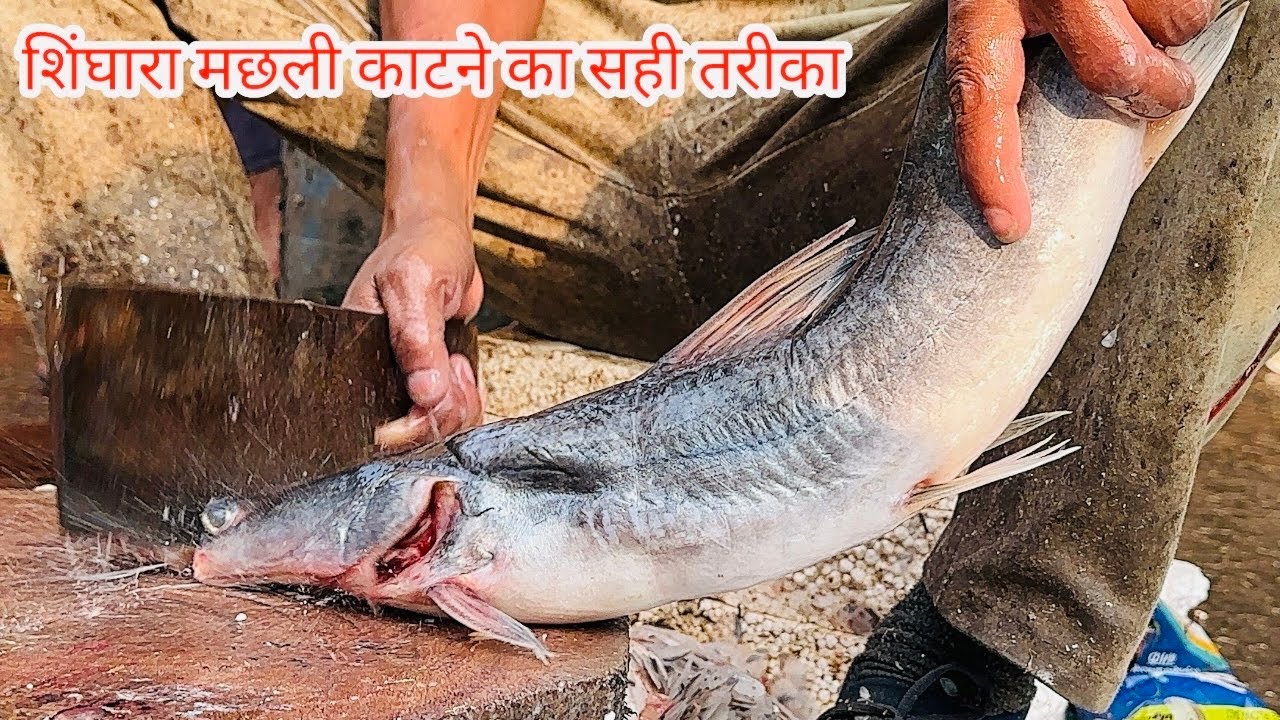 Amazing Big Singhara & tuna Fish Cutting Skills In Ghazipur Fish Market ...