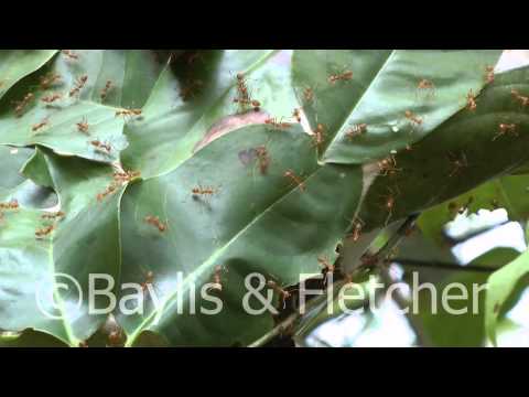 Red weaver ants, Laos. 20110713_142859.mp4