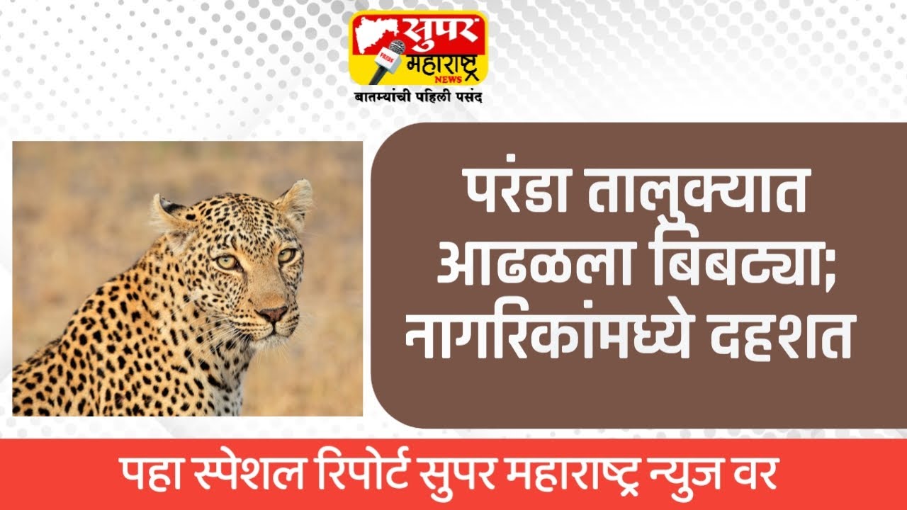 परंडा तालुक्यात आढळला बिबट्या; नागरिकांमध्ये दहशत#paranda #Bibatya ...