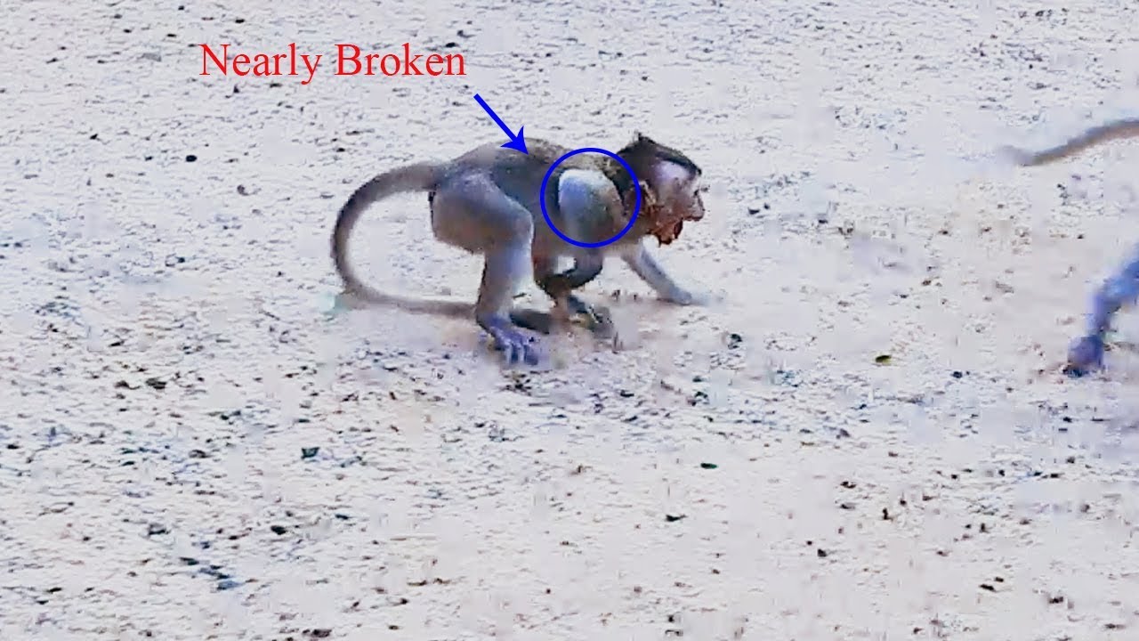 OMG!!! Soriya Nearly Broken Hand Cos Big Monkey Bite So Hard To Ground ...