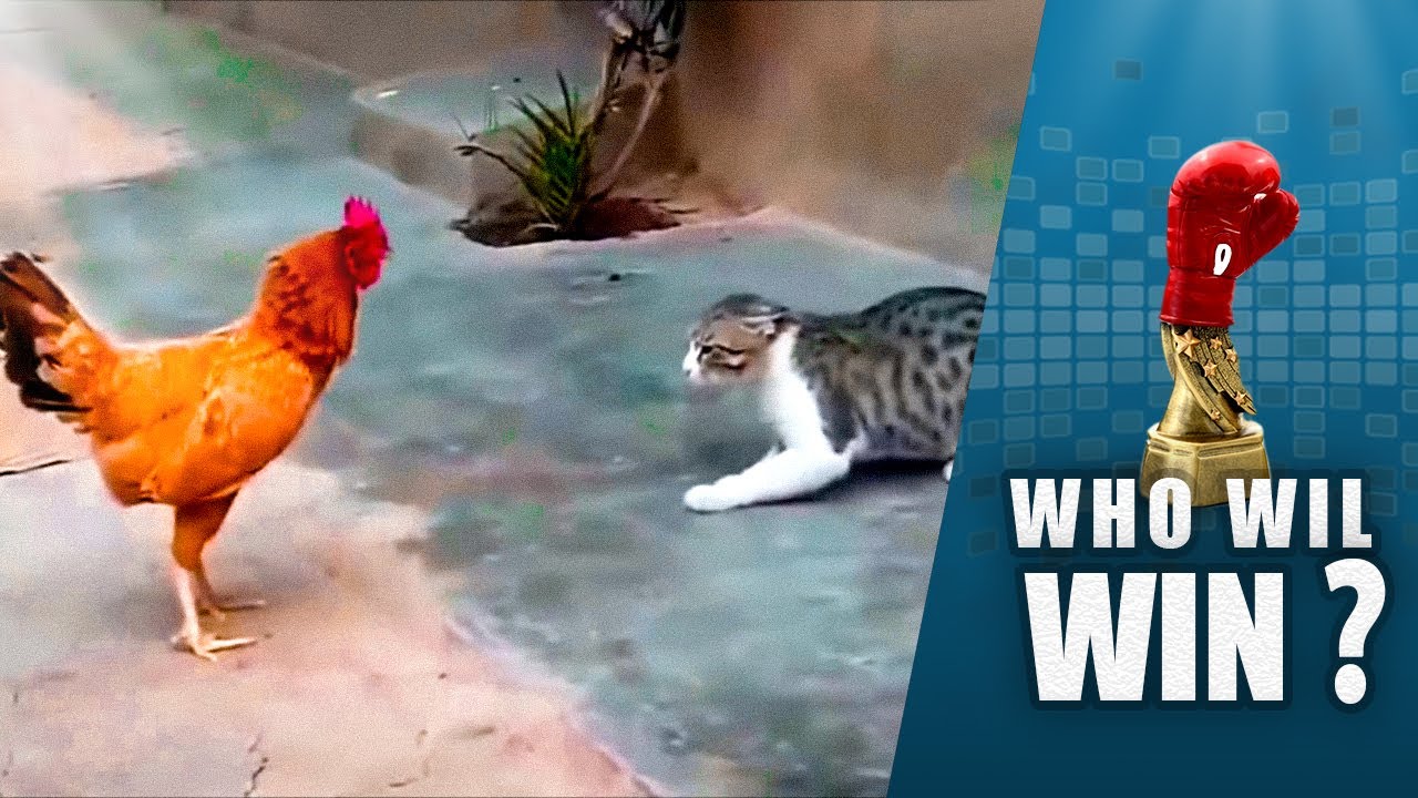 CAT vs ROOSTER FIGHT | EXTREME LEVEL | PREDICT THE WINNER - YouTube