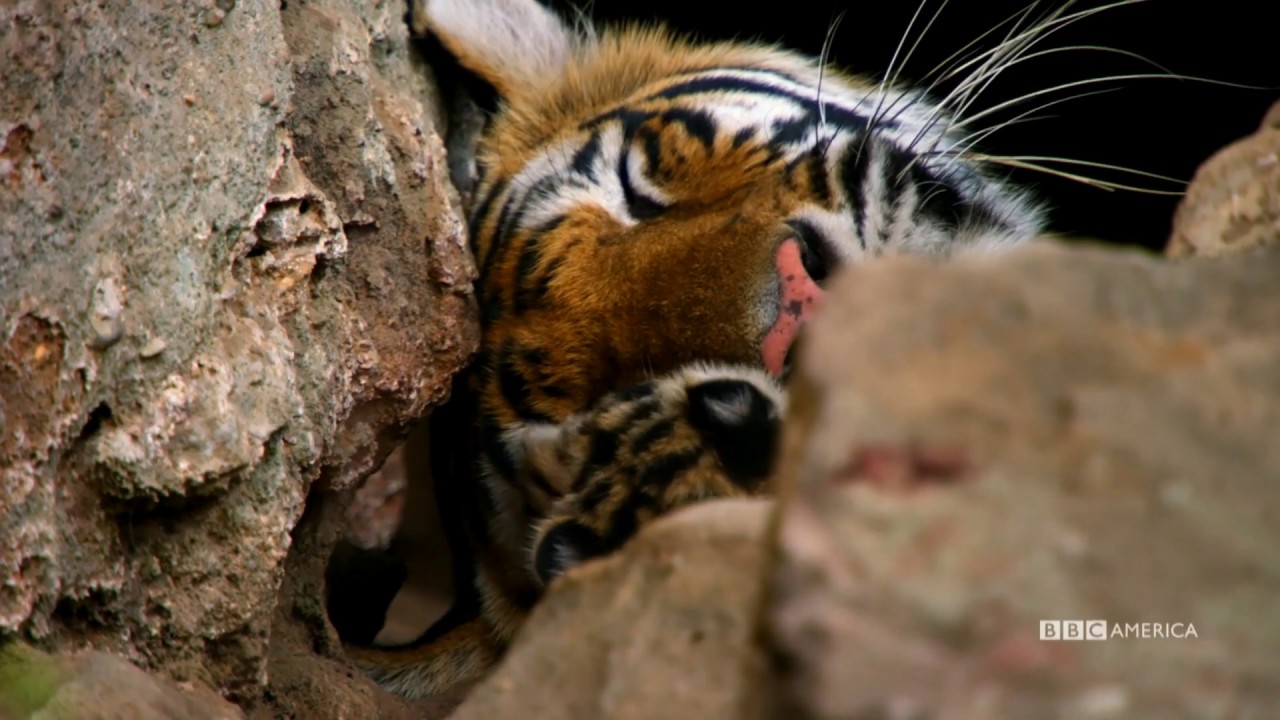 Sneak Peek: Tigers | Dynasties | Saturday at 9pm | BBC America - YouTube