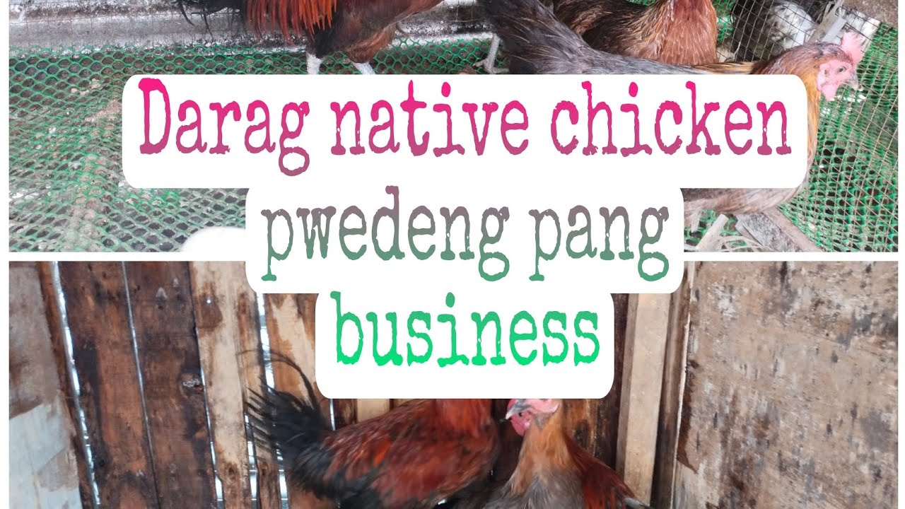 magandang farm business darag native chicken. - YouTube