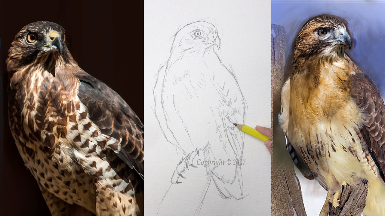 Red Tail Hawk Painting