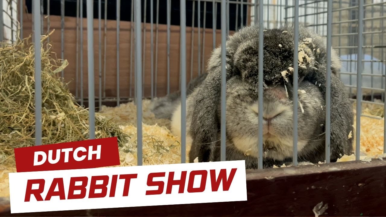 Inside a Dutch Rabbit Show | How Judges Score Every Breed - YouTube