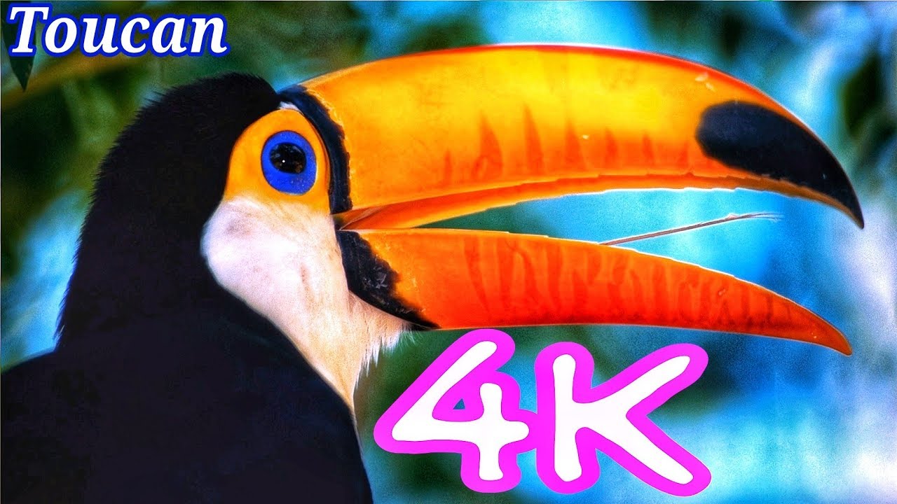 4k Toucan।। Relaxing Nature।। 4k video UHD - YouTube