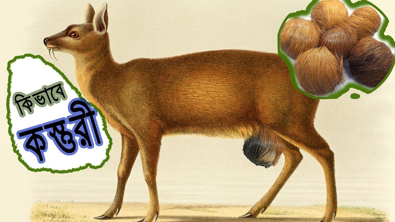 কস্তুরী কিভাবে তৈরি হয় | musk deer pod - YouTube