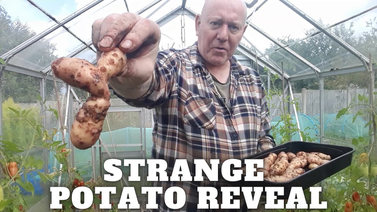 Strange Potato Reveal [Gardening Allotment UK] [Grow Vegetables At Home ...