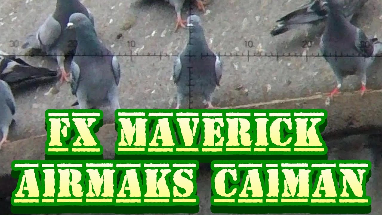 Airgun Hunting | FX Maverick | Airmaks Caiman | Pigeon Hunting - YouTube