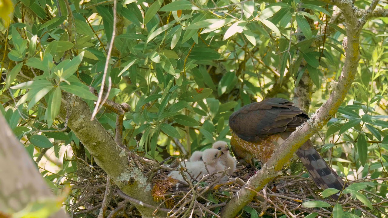 Hawk feeding chicks in the Santa Barbara Botanic Garden - YouTube