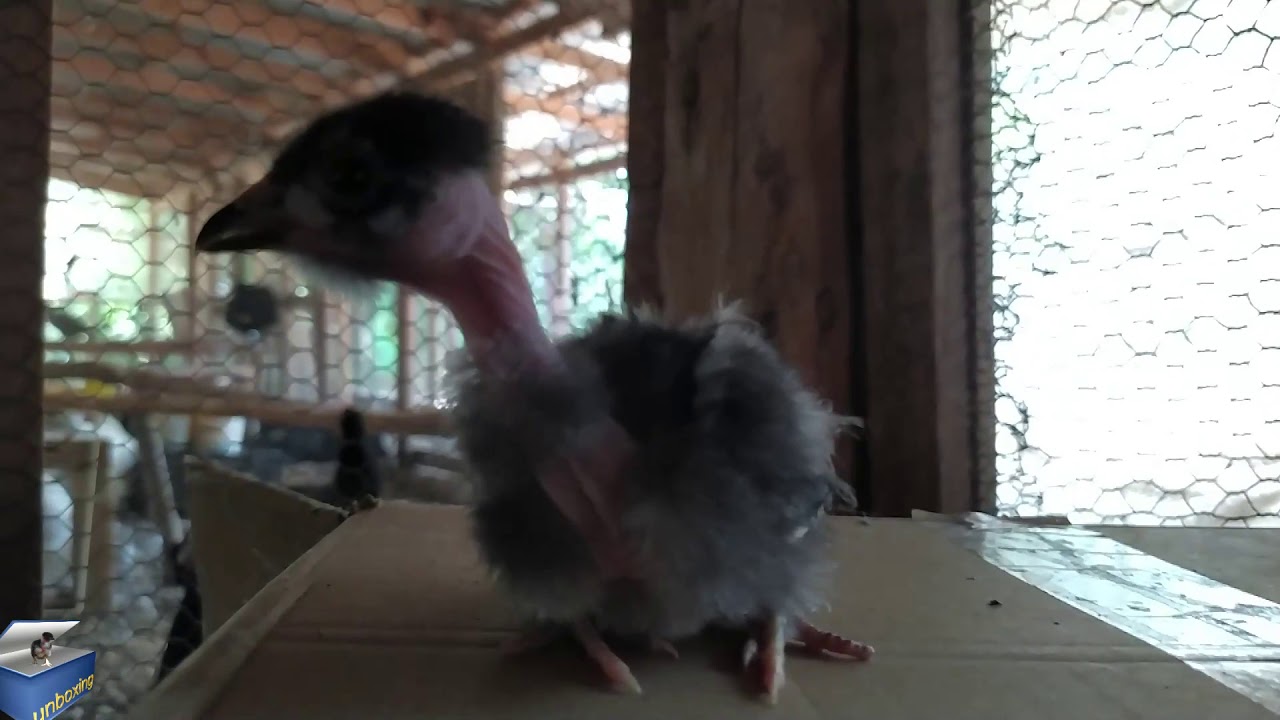 UNBOXING..CHICKENS 1 months old / New place / aGRokota - YouTube