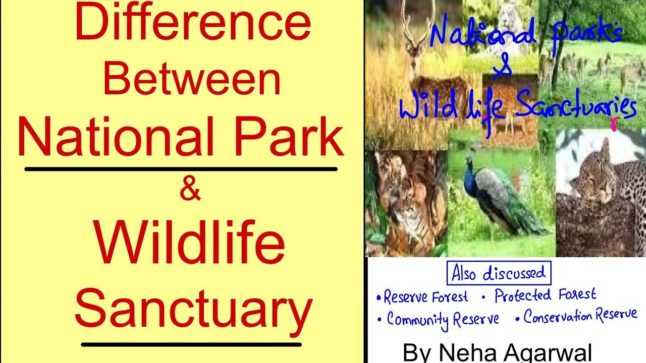 DIFFERENCE BETWEEN NATIONAL PARK WILDLIFE SANCTUARY YouTube difference-between-national-park-wildlife-sanctuary-youtube
