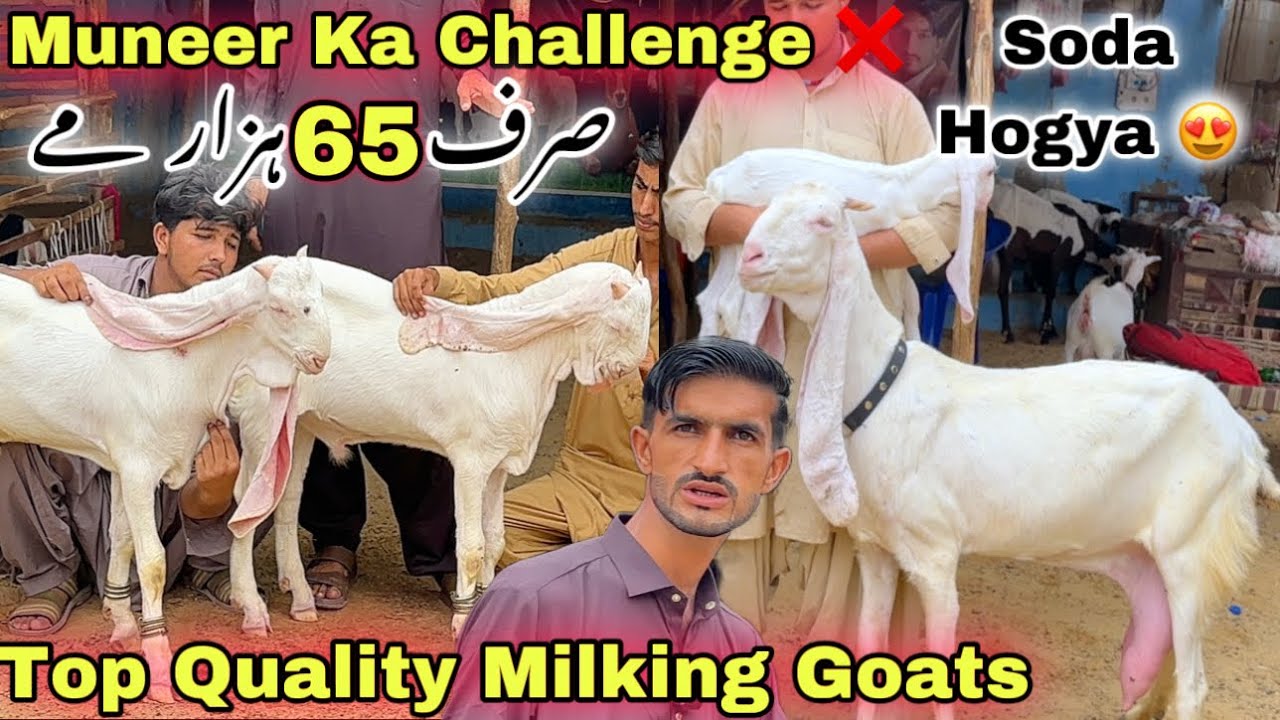 Muneer Goat Farm Sudani Dumba Or Pateri Ghulabi Bakriyan Le Aya 😍 ...