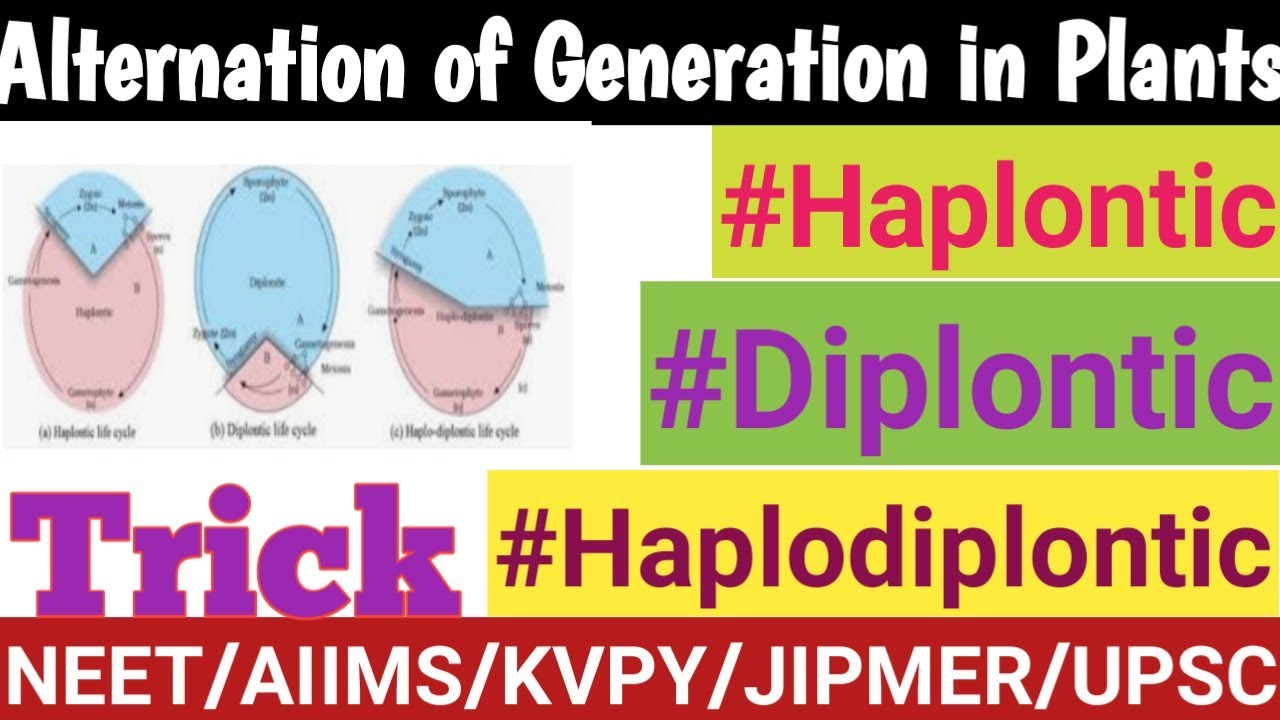 #Haplontic#Diplontic#Haplodiplontic|Alternation of generation in plants ...