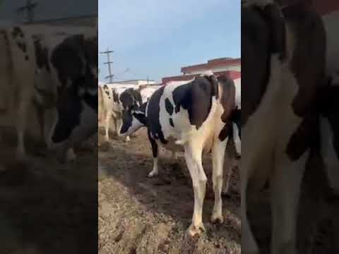 holesteen friesian cow