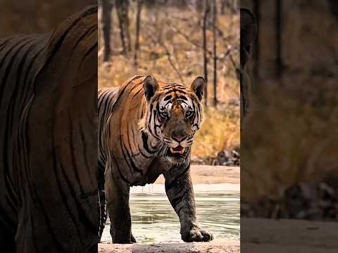 The Tiger’s Laugh That Shakes the Forest #shorts #viralwildlife