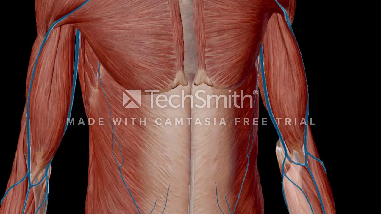 anatomia de las mamas 2 - YouTube