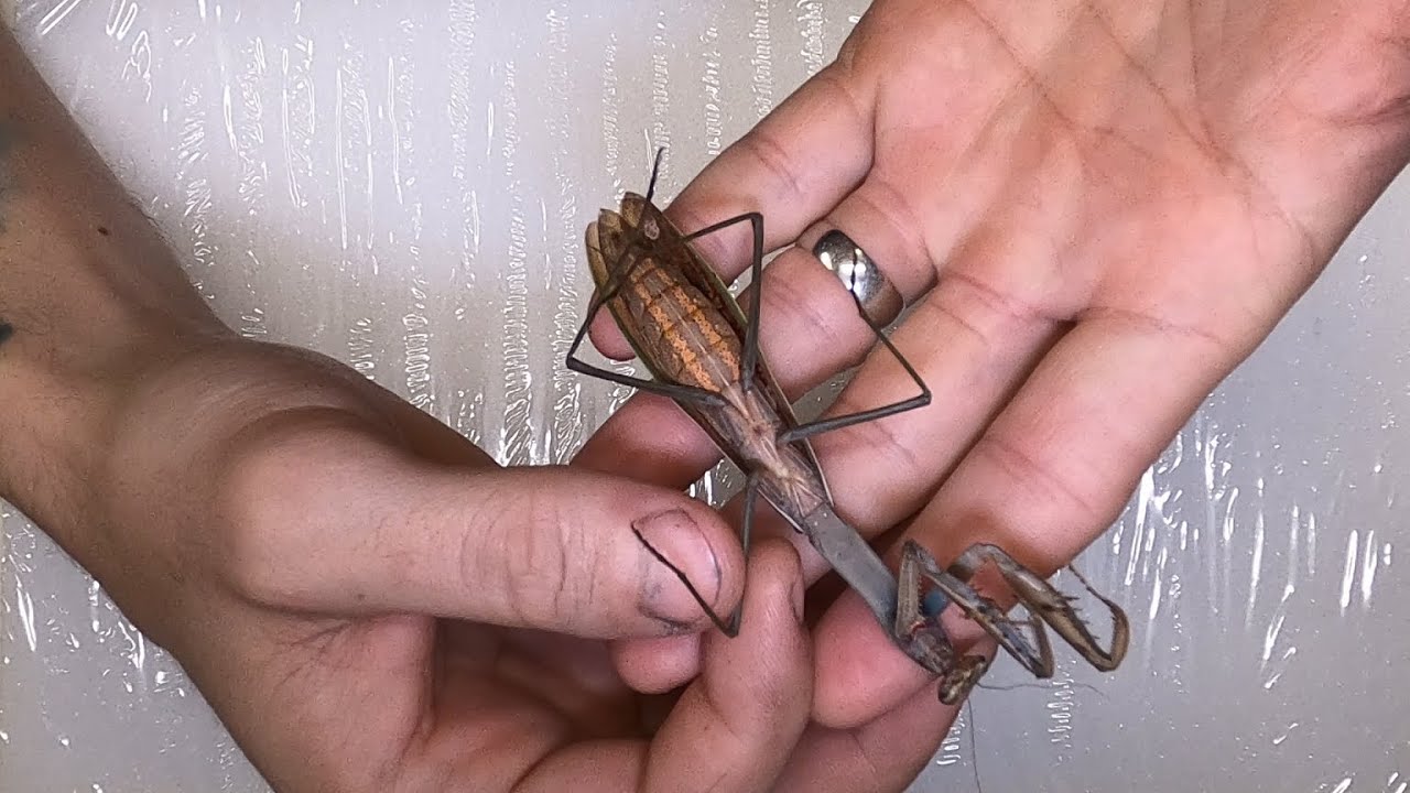 Pinning a Praying Mantis - YouTube