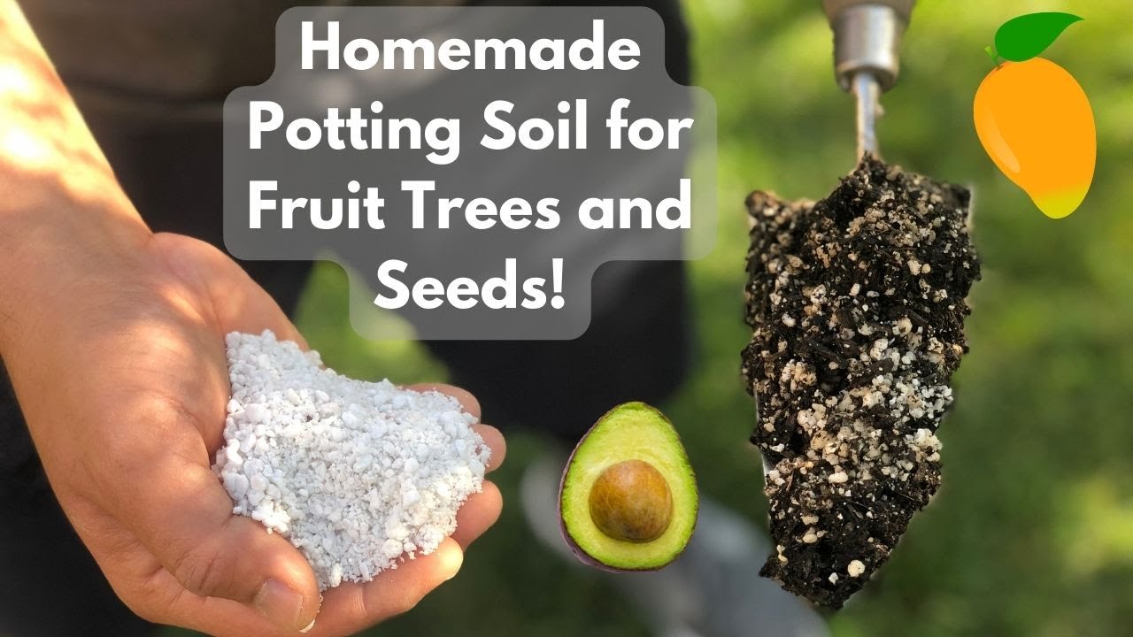 Updated Homemade Potting Soil For Avocados Mangos And More YouTube