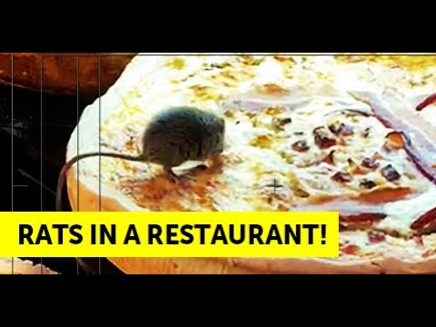 RATOS NA MONTRA DE COMIDA NUM RESTAURANTE || RATS IN THE FOOD DISPLAY ...