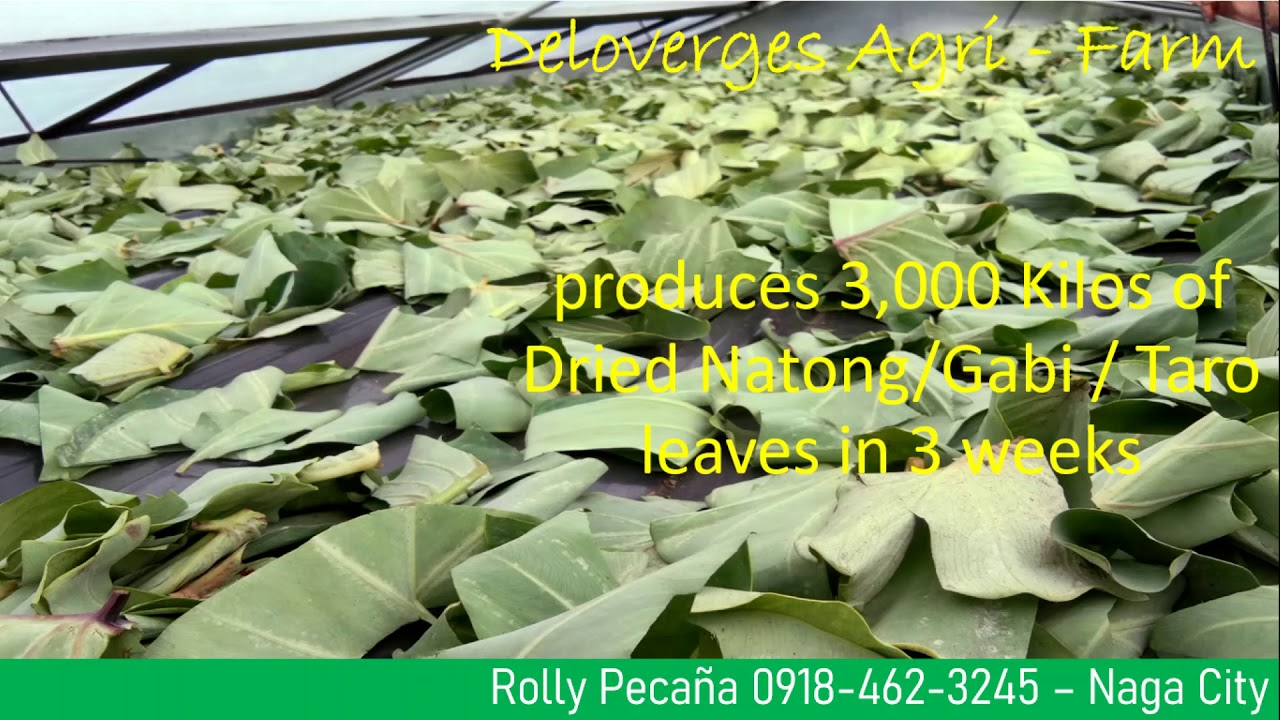 DRIED NATONG GABI TARO LEAVES VOLUME SALE Duly Accredited by DA/DTI ...