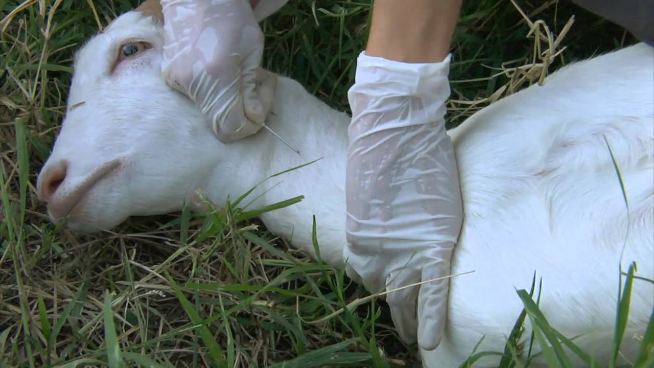 Inyección intravenosa - YouTube