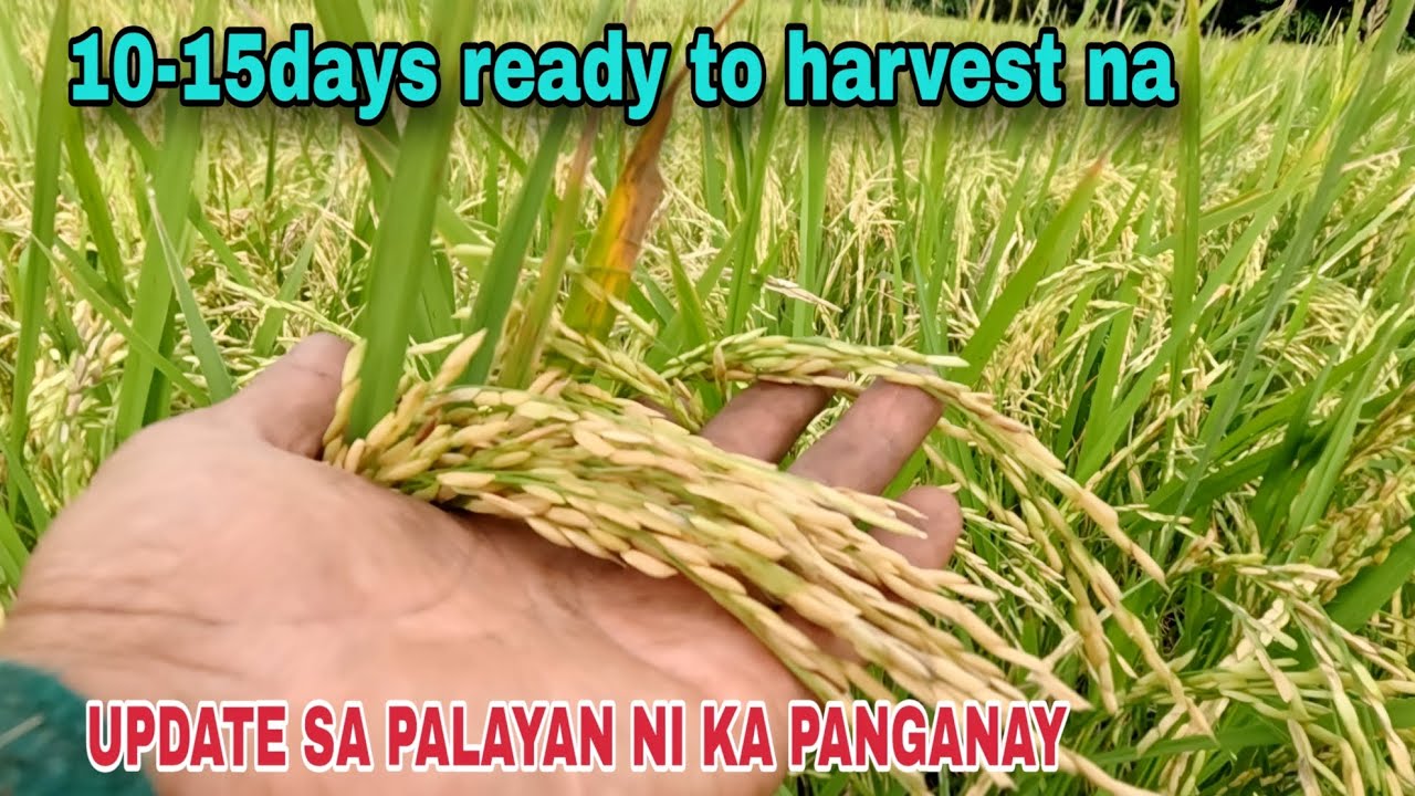 Palayan ni kapanganay update - YouTube