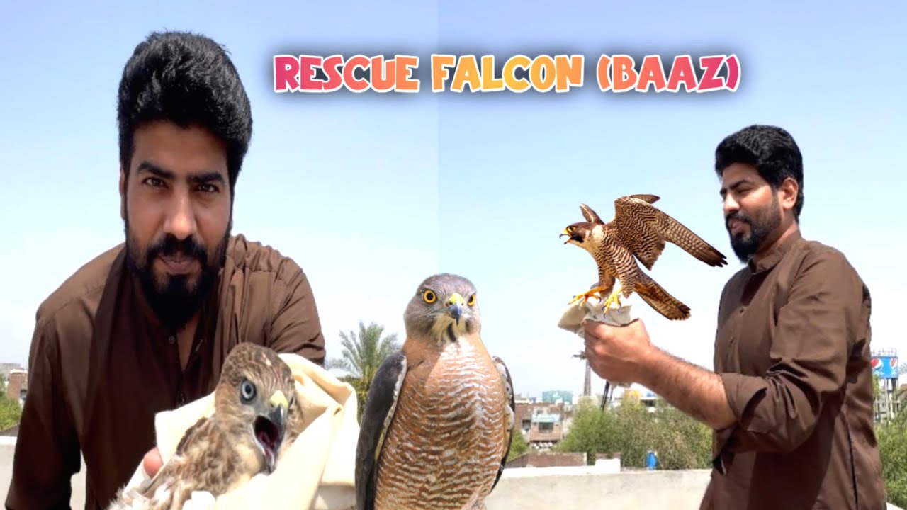 Aj Humne Baaz (Falcon) Ko Rescue Kiya 🥰 - YouTube