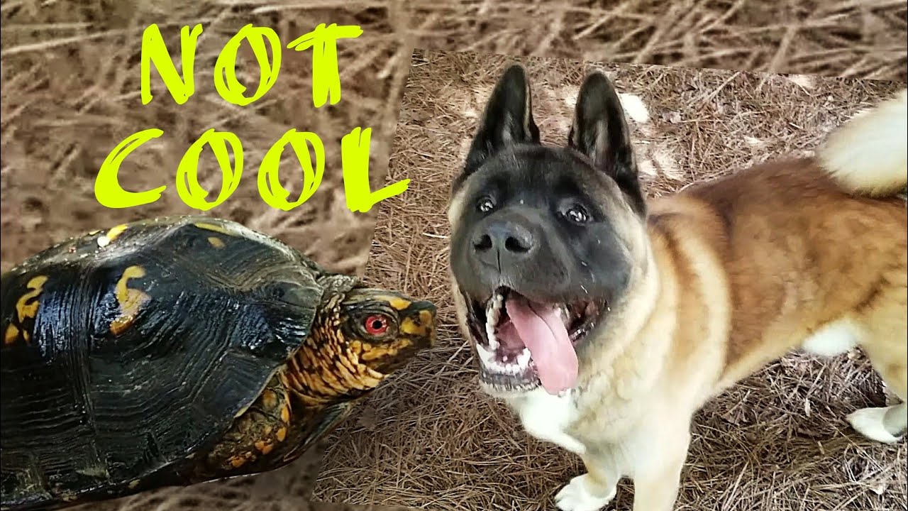 Akita pisses off turtle - YouTube
