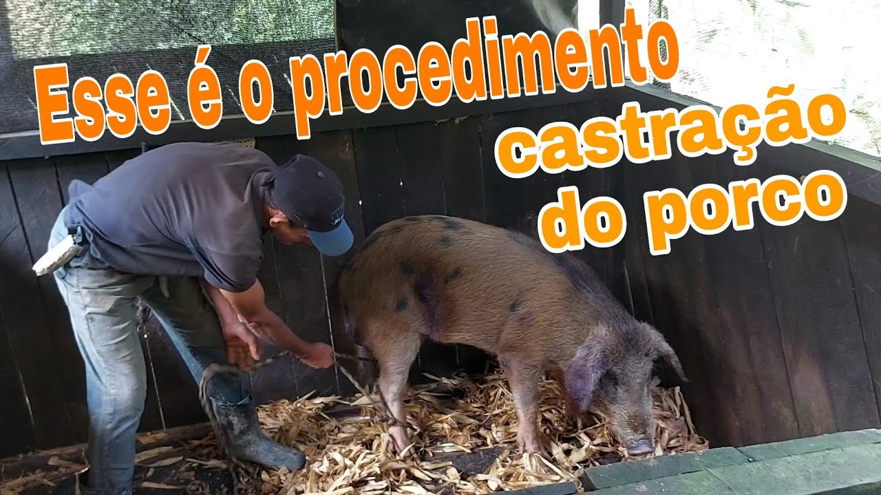 O Migué veio castrar o porco 🐖 Como é o procedimento .!! - YouTube
